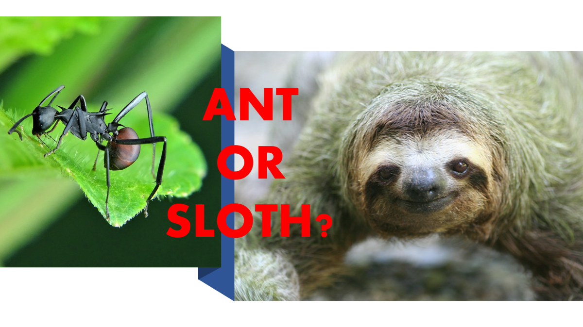 ANT OR SLOTH? – The Joy in My Journey
